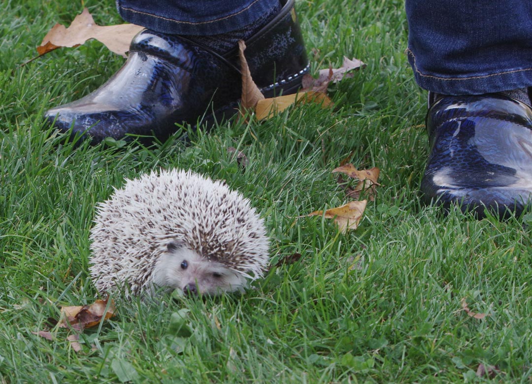 A hedgehog | Look Out Now Blog